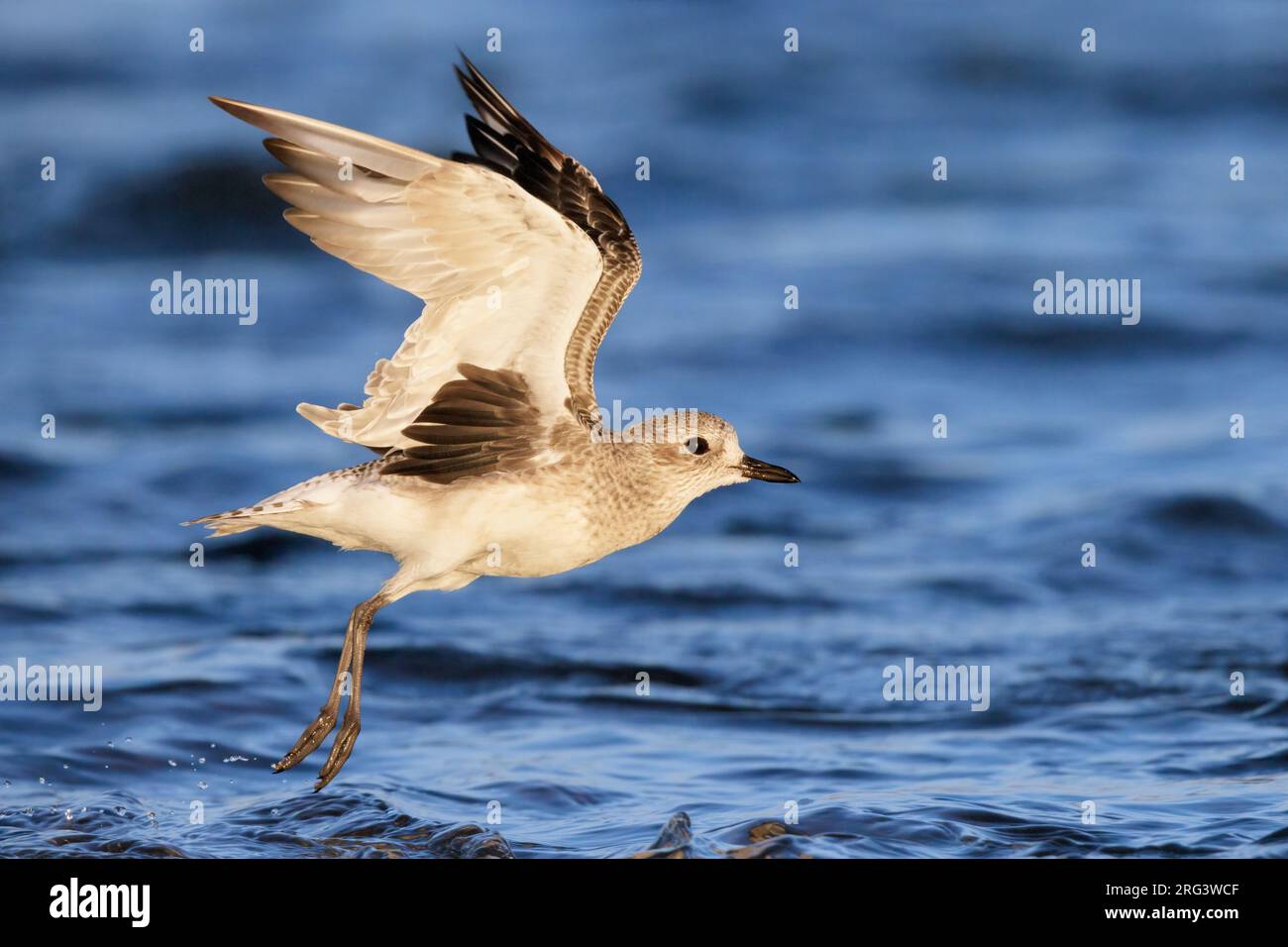 Grey Plover (Pluvialis squatarola), side view of an adult in winter ...