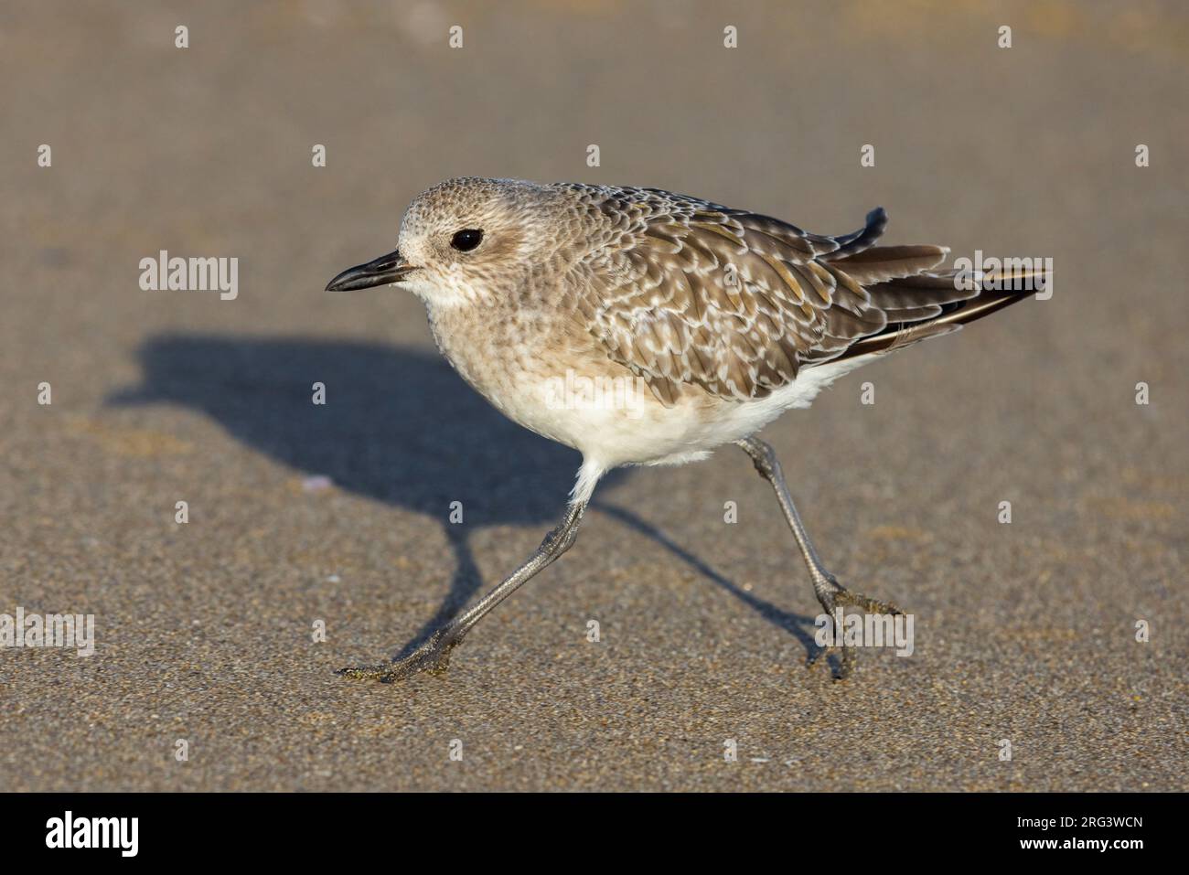 Grey Plover (Pluvialis squatarola), side view of an adult in winter ...