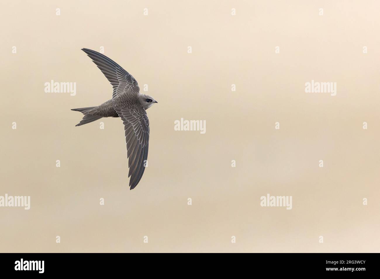 First-winter Pallid Swift (Apus pallidus) in flight at Vlieland ...