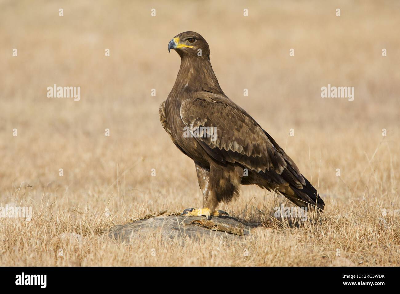 Onvolwassen Steppearend in zit; Immature Steppe Eagle perched Stock ...