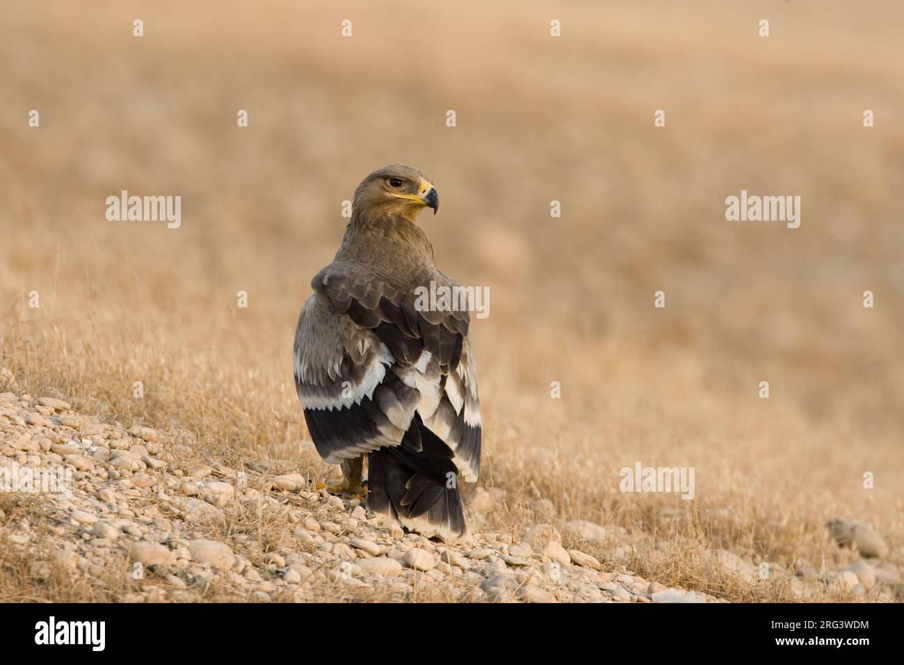 Onvolwassen Steppearend in zit; Immature Steppe Eagle perched Stock ...