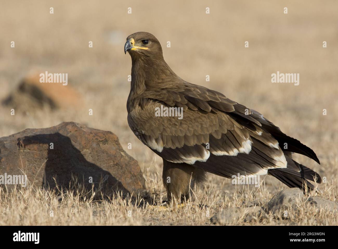Onvolwassen Steppearend in zit; Immature Steppe Eagle perched Stock ...