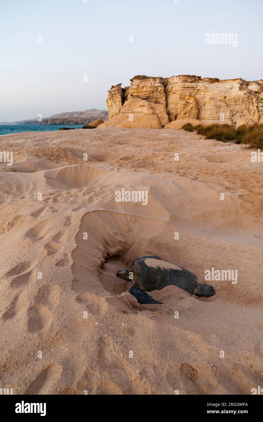 A green sea turtle, Chelonia Mydas, digging a nest on a beach. Ras Al ...