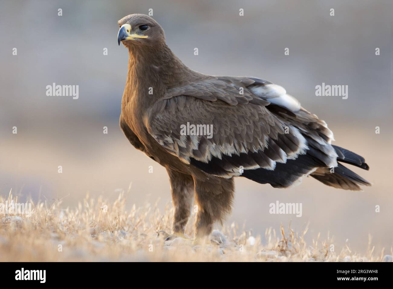 Onvolwassen Steppearend in zit; Immature Steppe Eagle perched Stock ...