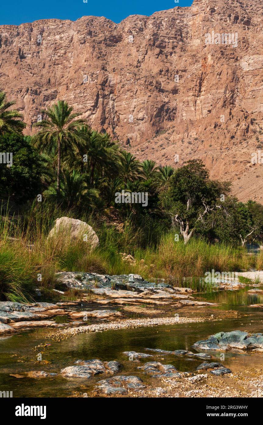 A calm and scenic oasis at Wadi Tiwi, with grasses and palms, at the ...