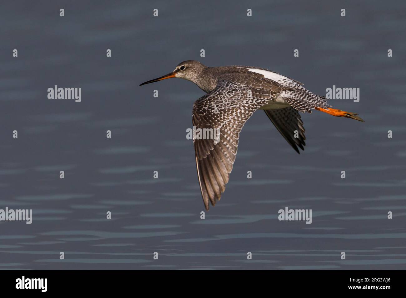 Vliegende Zwarte Ruiter; Spotted Redshank in flight Stock Photo - Alamy