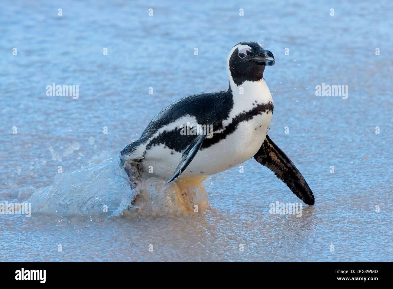 African Penguin (Spheniscus demersus), adult emerging from the sea ...