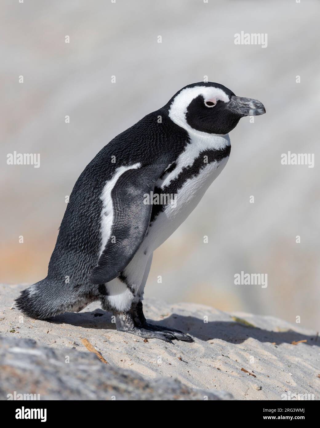 African Penguin (Spheniscus demersus), side view of an adult standing ...