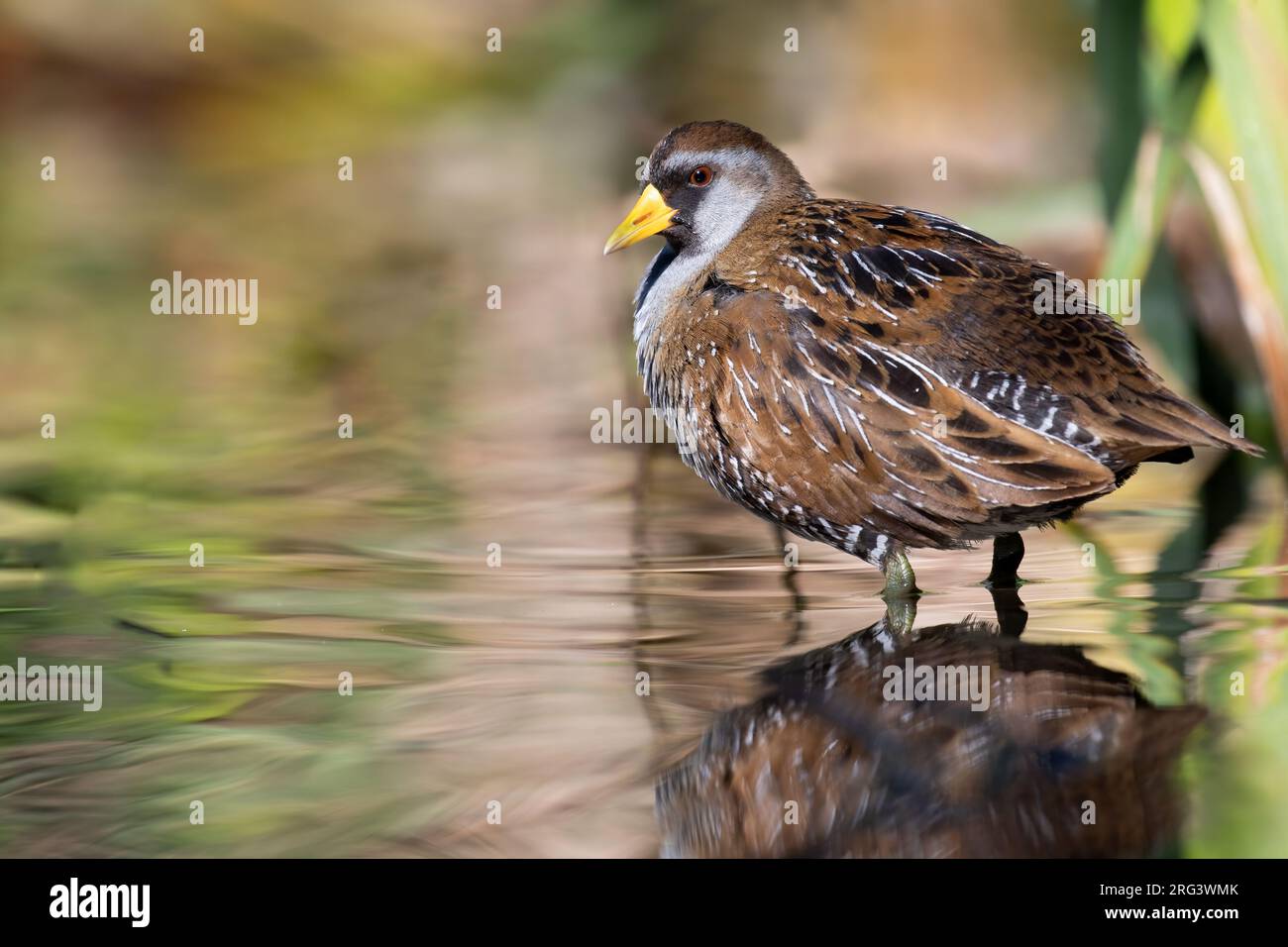 Adult Sora (Porzana carolina) in North-American wetland Stock Photo - Alamy