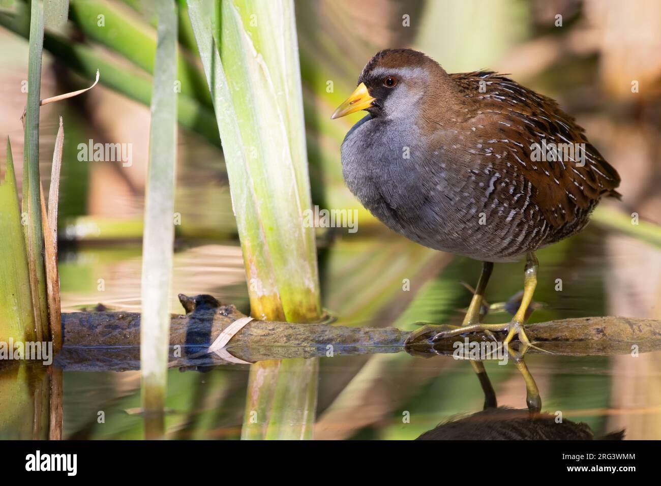 Adult Sora (Porzana carolina) in North-American wetland Stock Photo - Alamy
