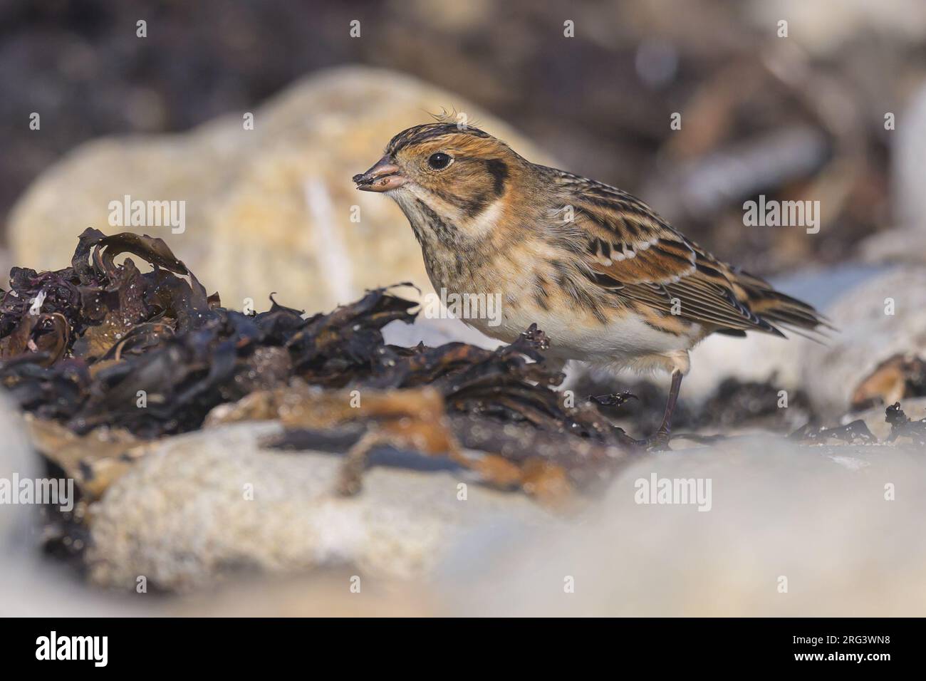 Portrait d'un bruant lapon (Calcarius lapponicus) dans les galets et la ...