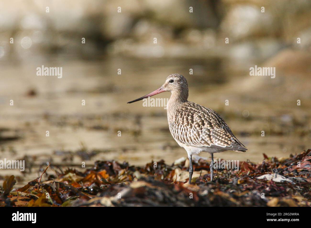Bar-tailed Godwit (Limosa lapponica) standing on seaweed, on a beach of ...