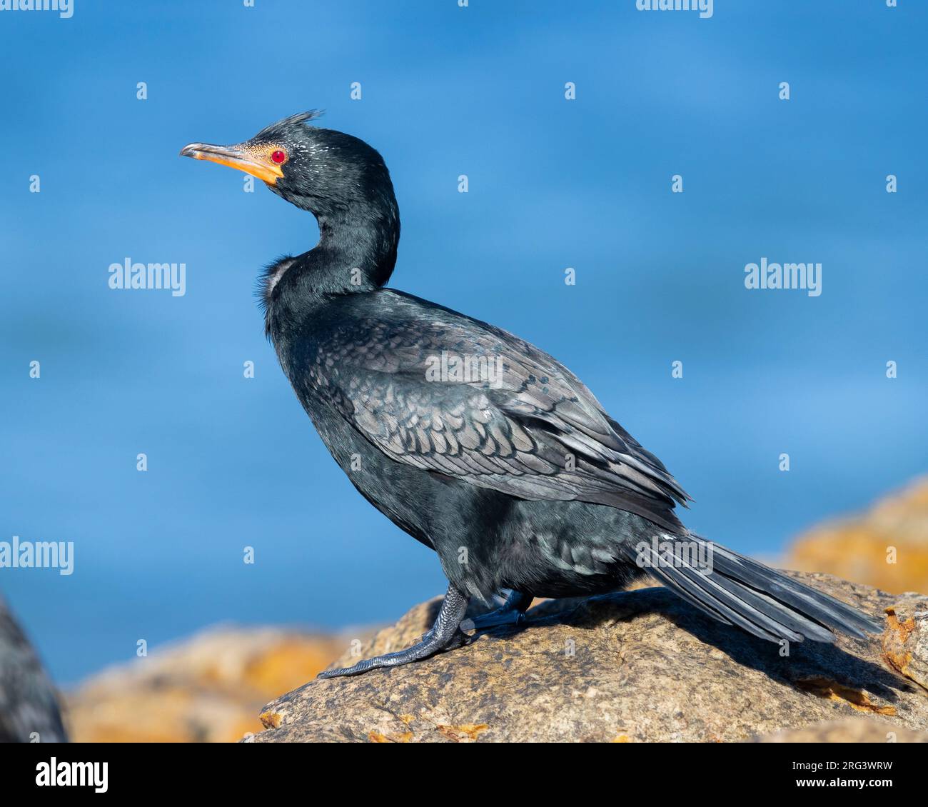 Crowned cormorant (Microcarbo coronatus), side view of an adult in ...