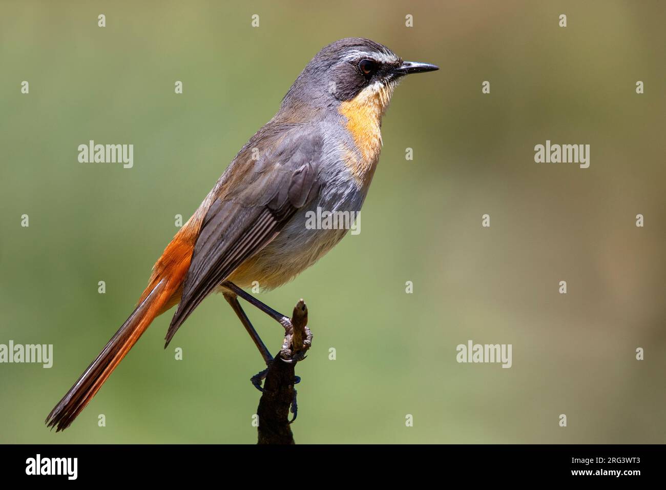 Cape Robin-chat (Cossypha caffra), side view of an adult perched on a ...