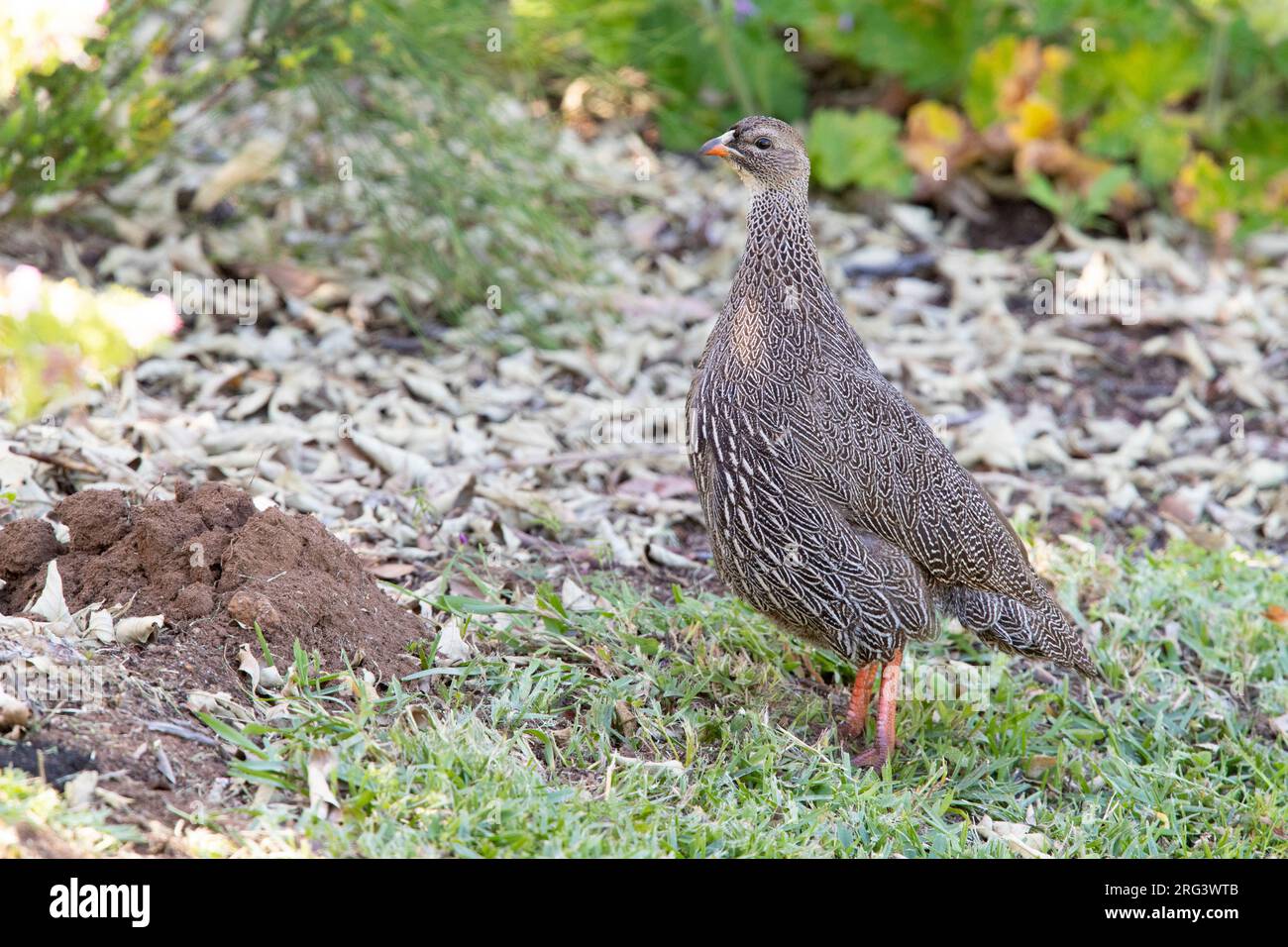 Cape Spurfowl (Pternistis capensis), side view of an adult female ...
