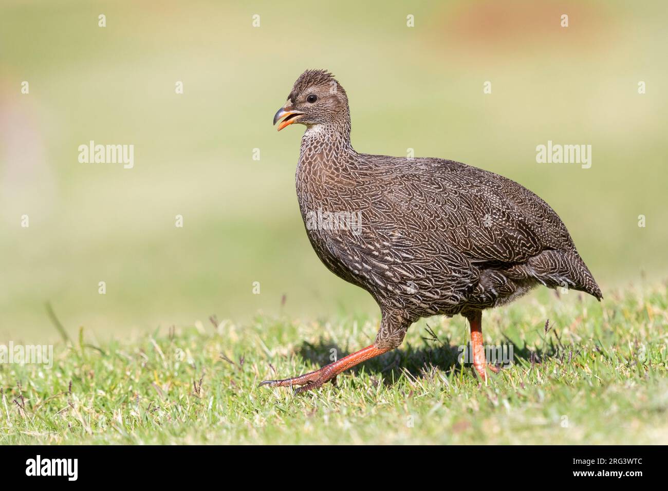 Cape Spurfowl (Pternistis capensis), side view of an adult female ...