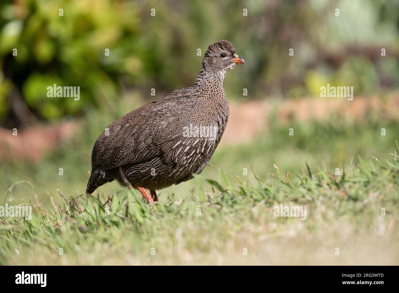 Cape Spurfowl (Pternistis capensis), side view of an adult female ...