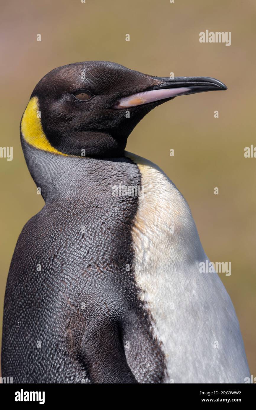 King Penguin (Aptenodytes patagonicus), close-up of an adult, Western ...