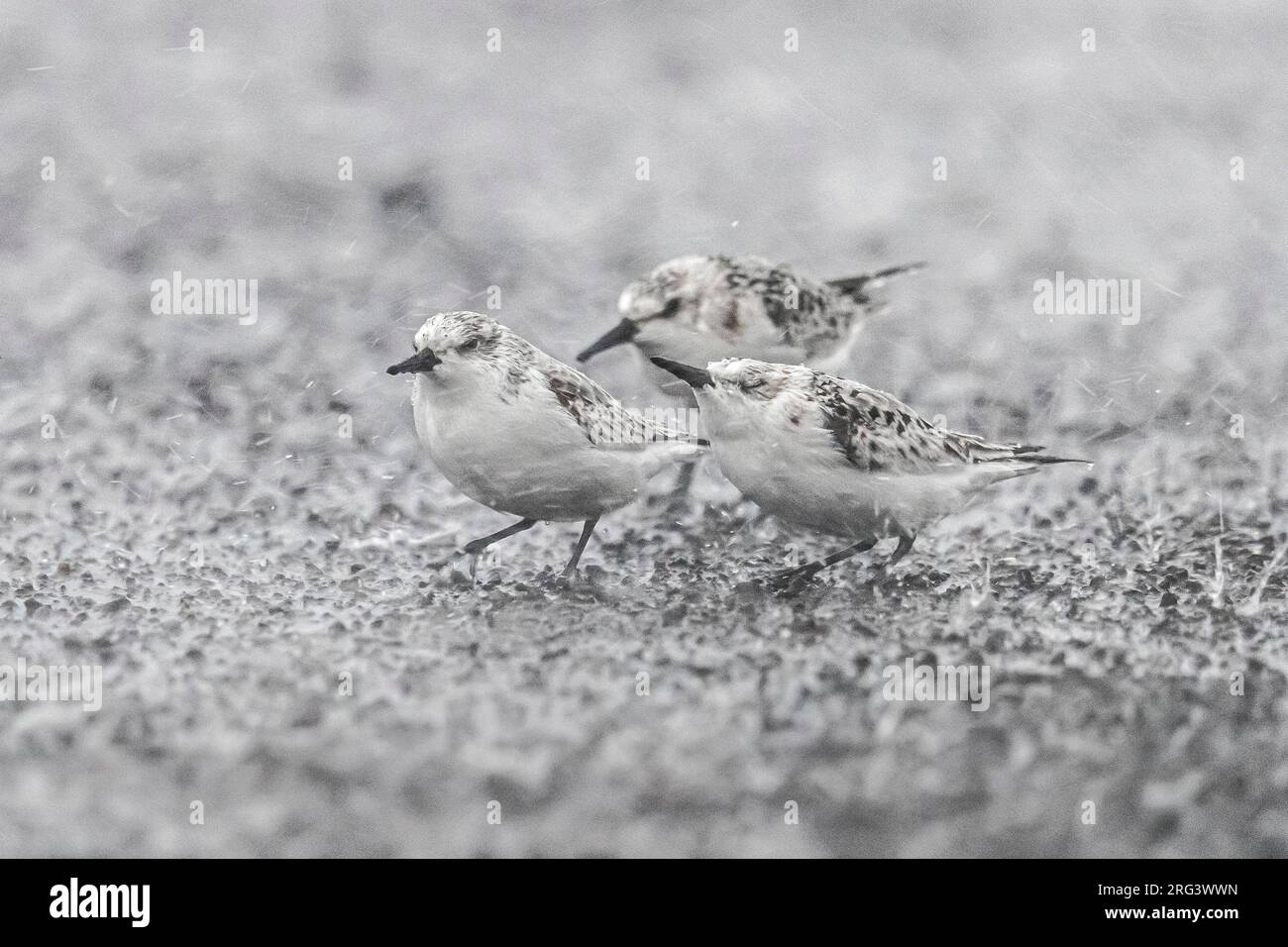 Windy rain hi-res stock photography and images - Alamy