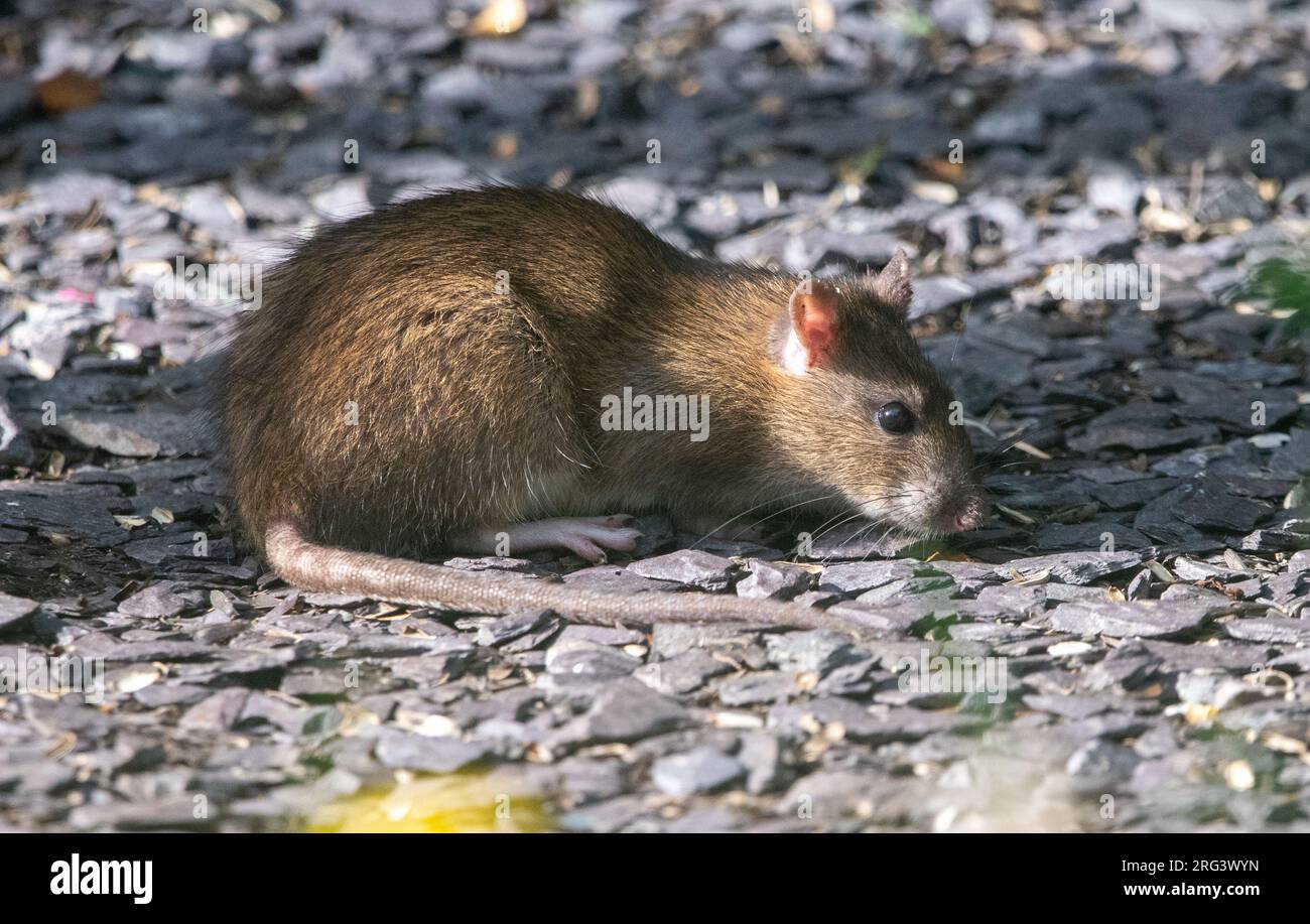 Brown Rat (Rattus norvegicus Stock Photo - Alamy