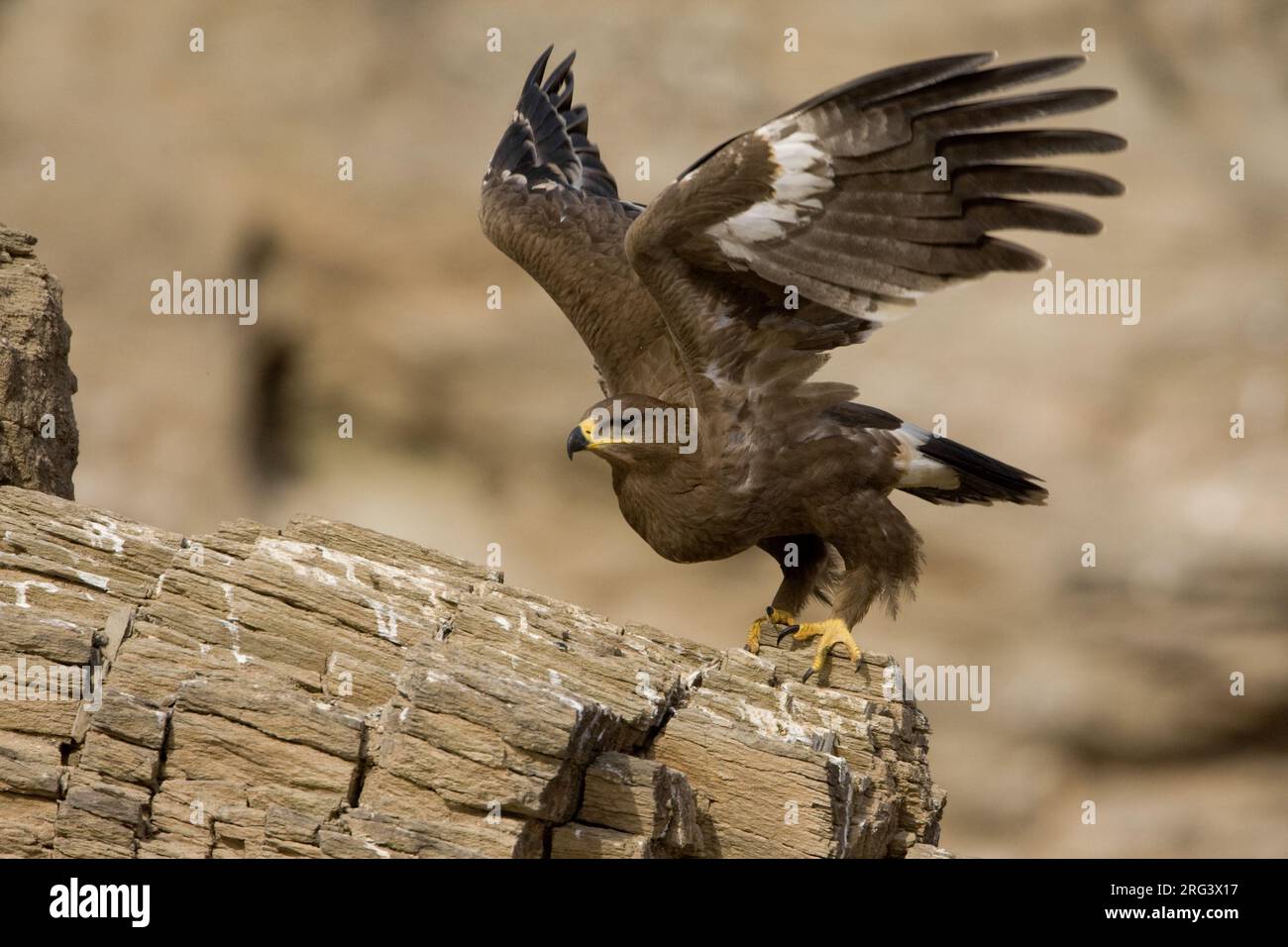 Onvolwassen Steppearend in zit; Immature Steppe Eagle perched Stock ...