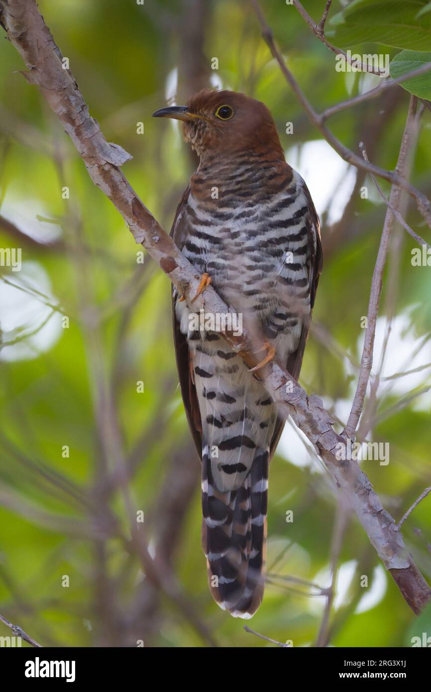 Lesser Cuckoo - Gackelkuckuck - Cuculus poliocephalus, Oman, female ...