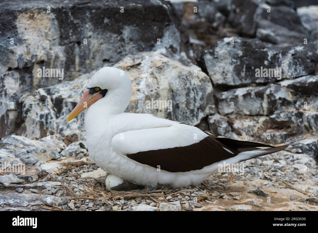A Nazca booby, Sula dactylatra granti, known also as masked booby ...