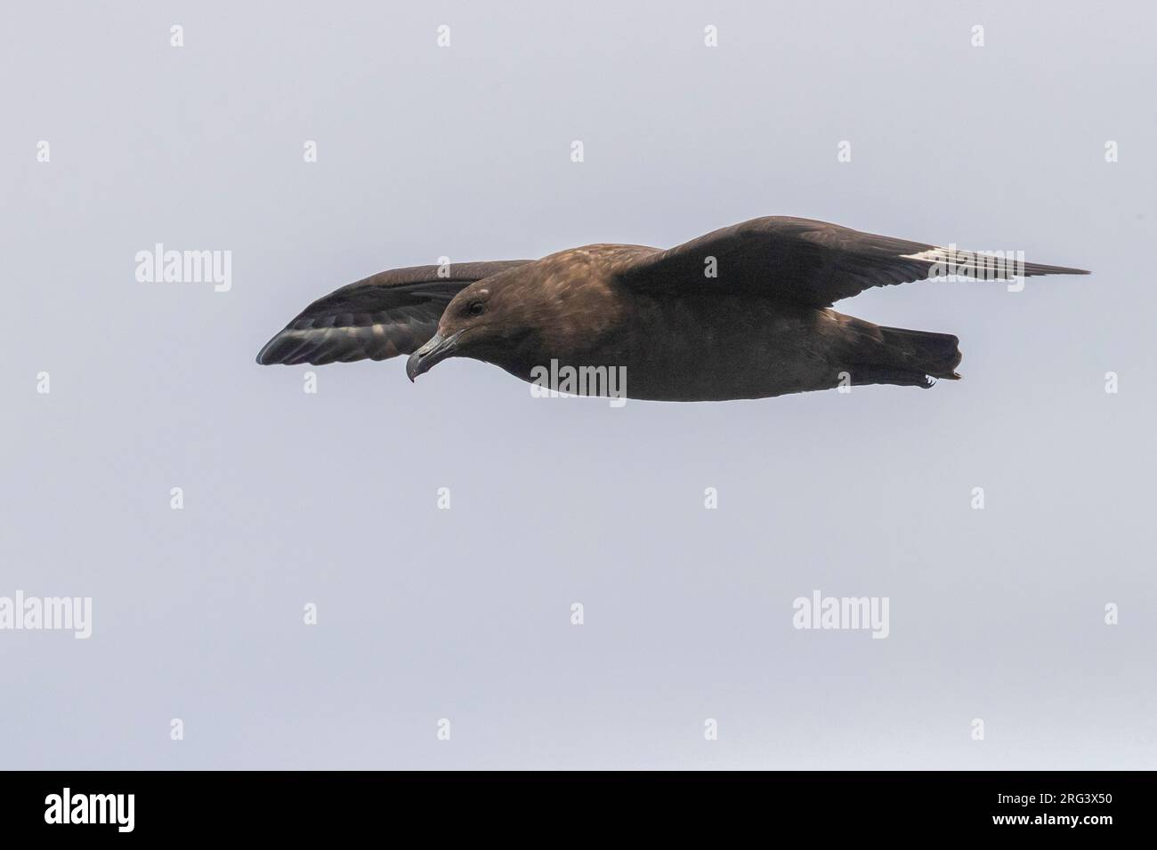 Brown Skua (Stercorarius antarcticus), side view of an individual in ...