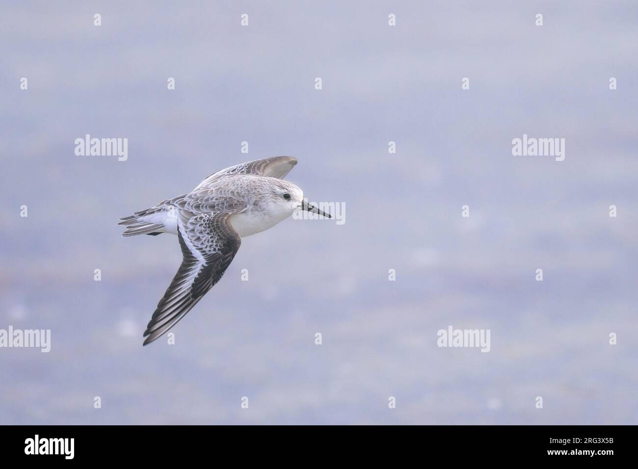Sanderling (Calidris alba) flying, with the sea as background Stock ...