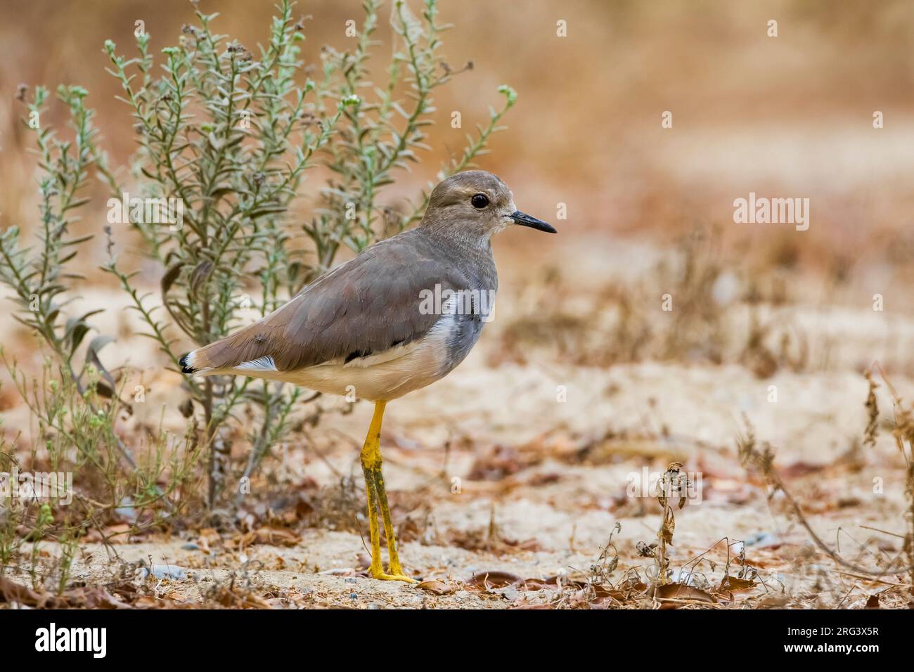 First-winter White-tailed Lapwing (Vanellus leucurus) during late ...