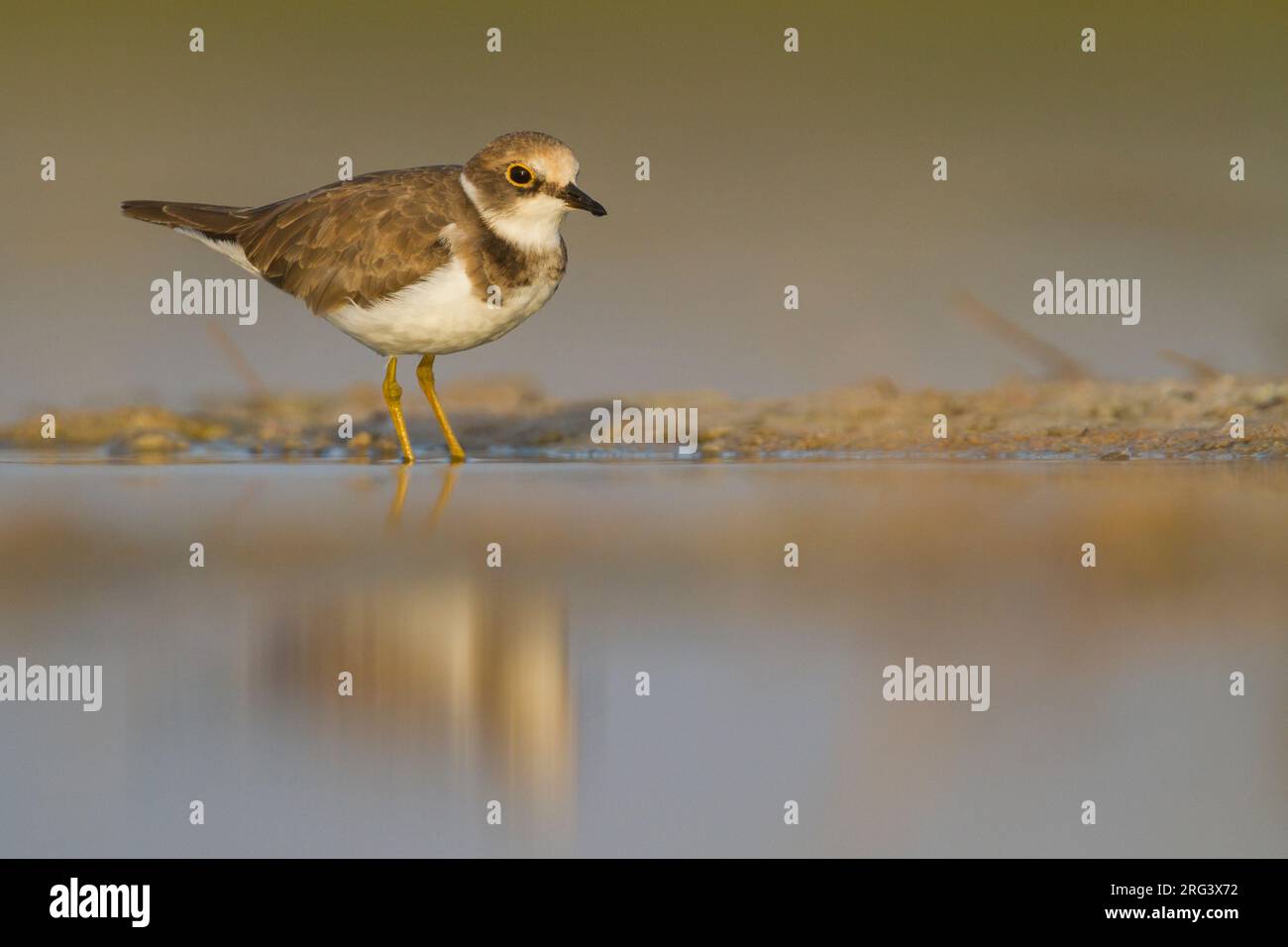 Little Ringed Plover - Flussregenpfeifer - Charadrius dubius ssp ...