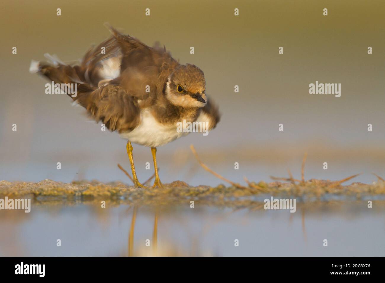 Little Ringed Plover - Flussregenpfeifer - Charadrius dubius ssp ...