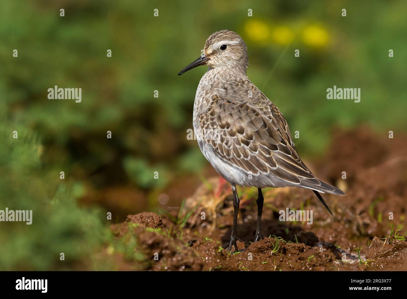 Bonapartes Strandloper, White-rumped Sandpiper Stock Photo - Alamy