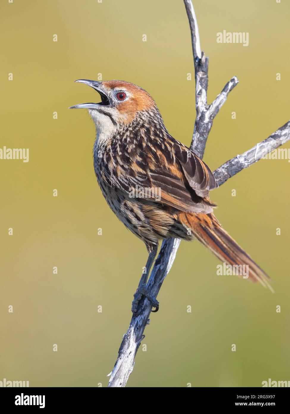 Cape Grassbird (Sphenoeacus afer), side view of an adult singing from a dead branch, Western ...
