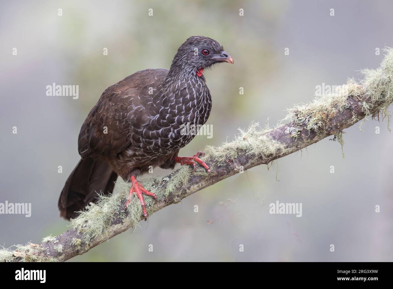 Andean Guan (Penelope montagnii) at Manizales, Colombia Stock Photo - Alamy