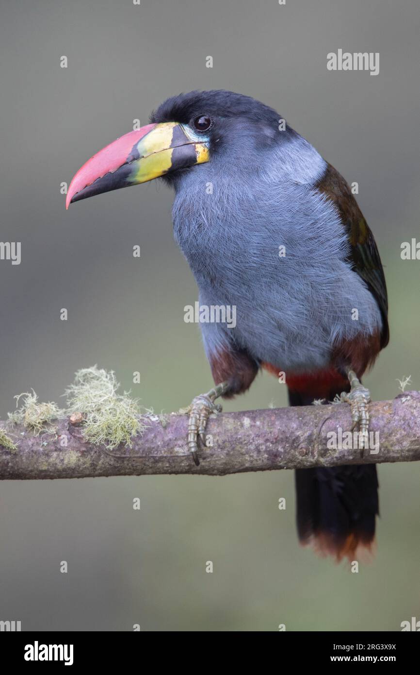 Grey-breasted Mountain Toucan (Andigena hypoglauca hypoglauca) at ...