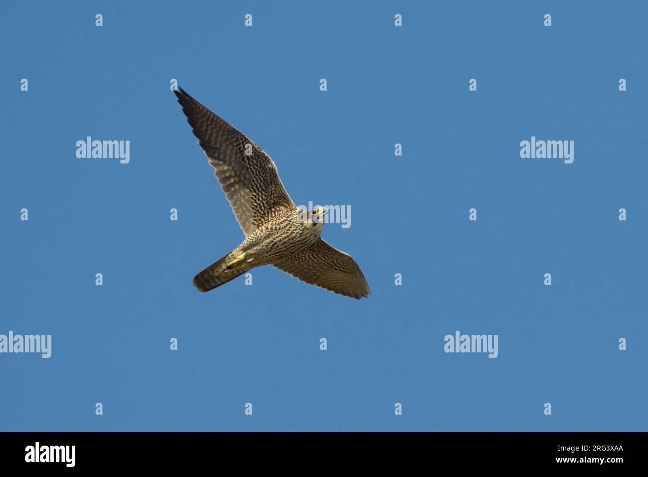 Peregrin hi-res stock photography and images - Alamy