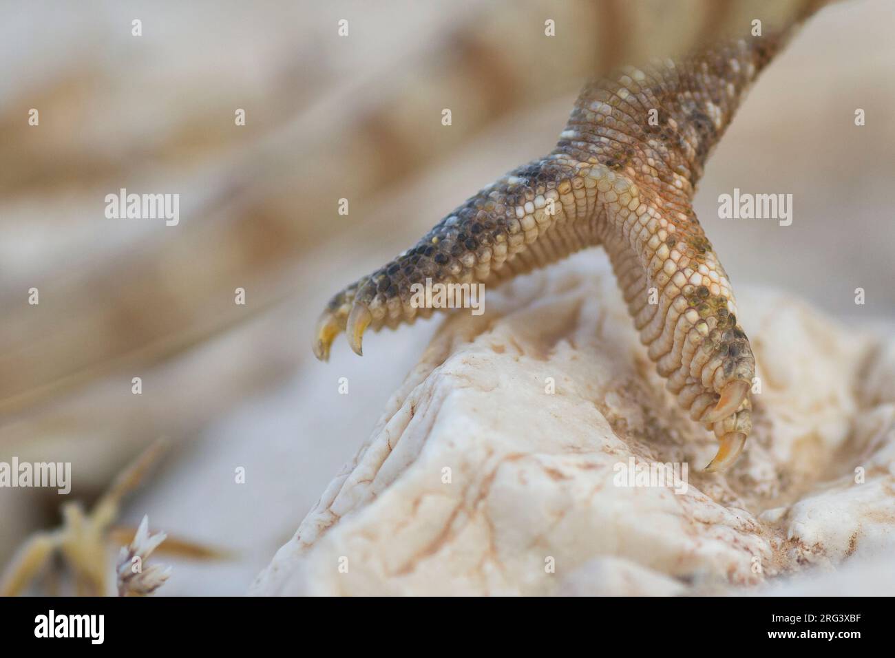 Detail of Arabian chameleon (Chamaeleo arabicus), Oman Stock Photo - Alamy