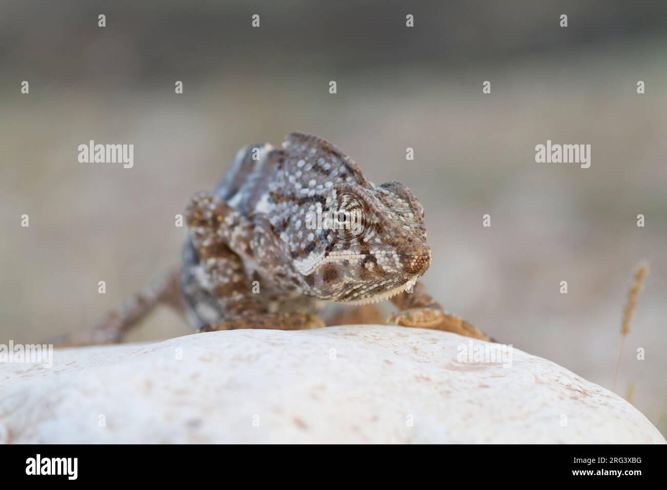 Arabian chameleon (Chamaeleo arabicus), Oman Stock Photo - Alamy