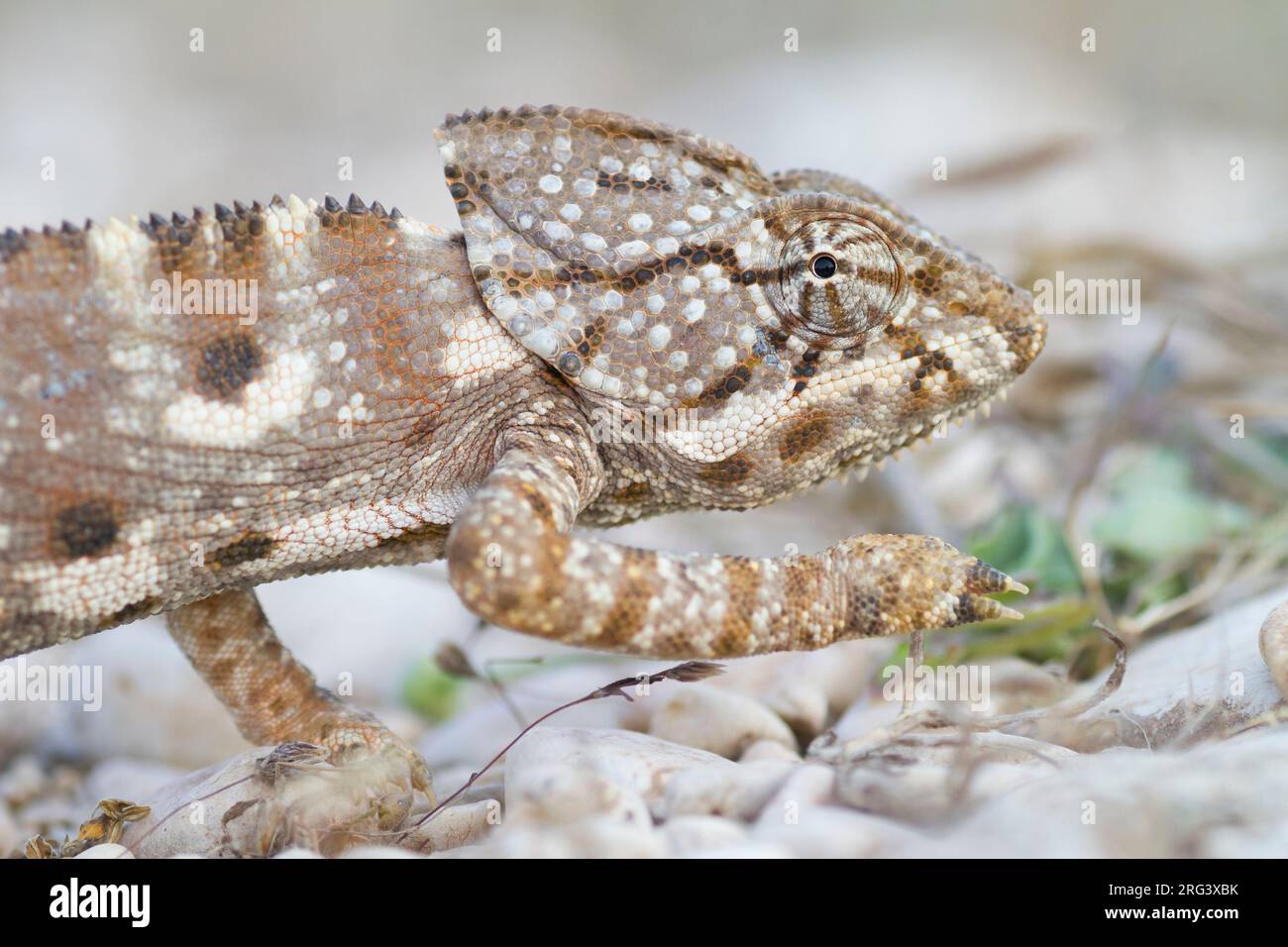 Arabian chameleon (Chamaeleo arabicus), Oman Stock Photo - Alamy