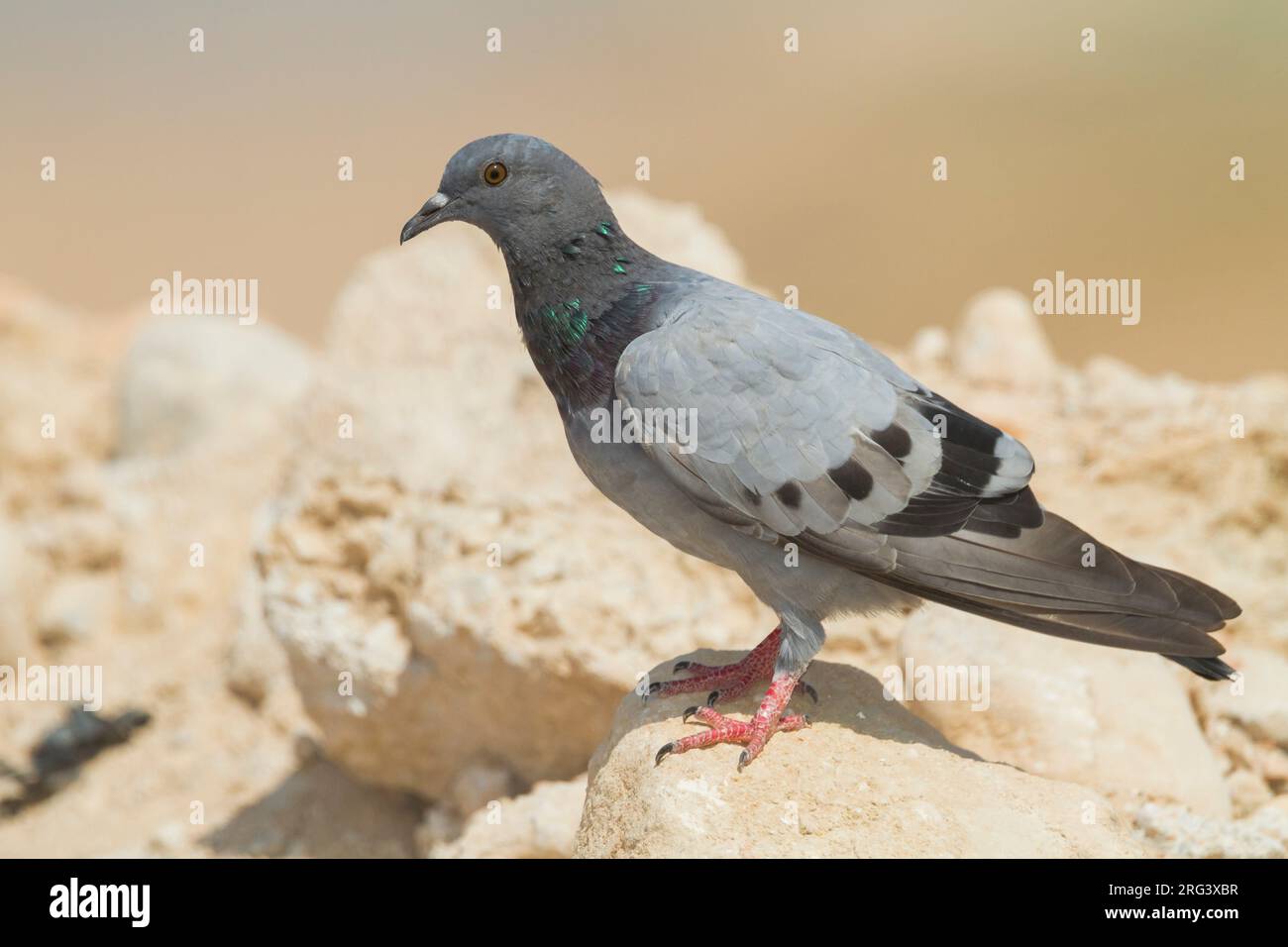 Rock Dove - Felsentaube - Columa livia ssp. palaestinae, Oman, adult ...