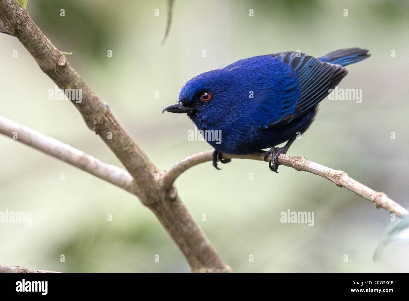 Indigo Flowerpiercer (Diglossa indigotica) at ProAves Tangaras Reserve ...