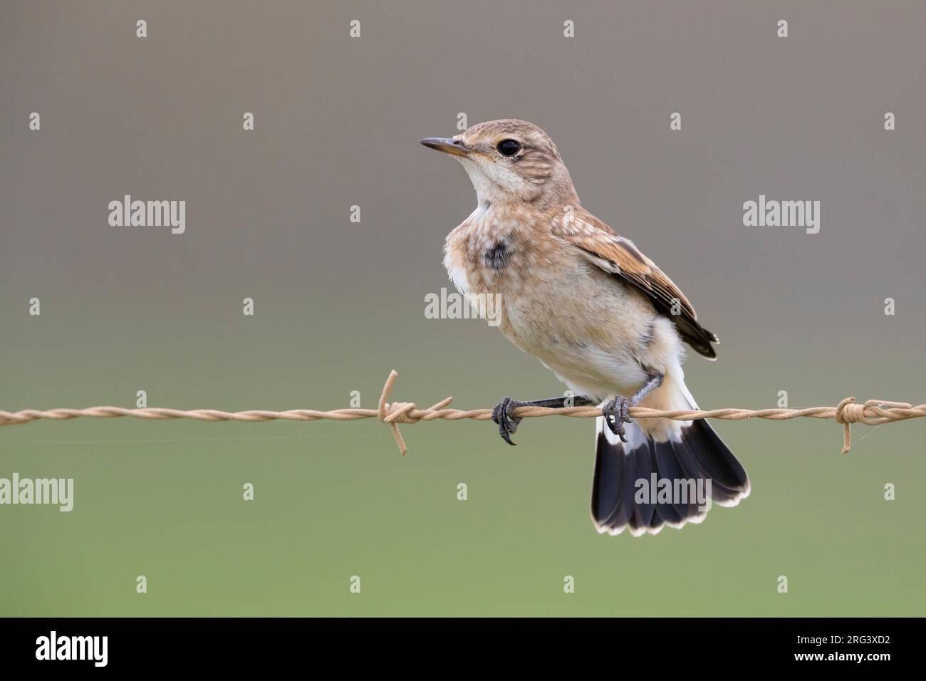 Capped Wheatear (Oenanthe pileata), juvenile perched on a barbed wire ...