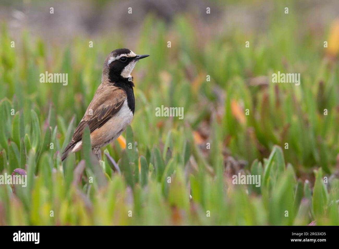 Capped Wheatear (Oenanthe pileata), side view of an adult standing ...
