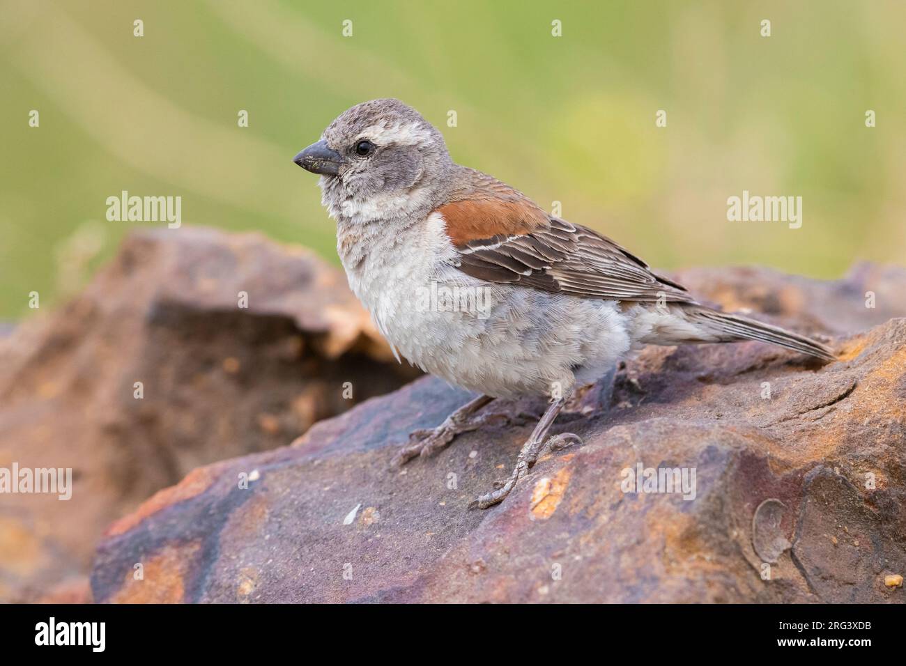 Cape Sparrow (Passer melanurus), side view of an adult female perched ...