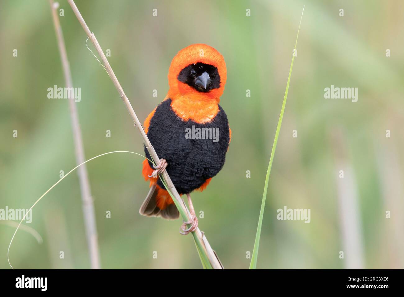 Red bishop birds in nature hi-res stock photography and images - Alamy