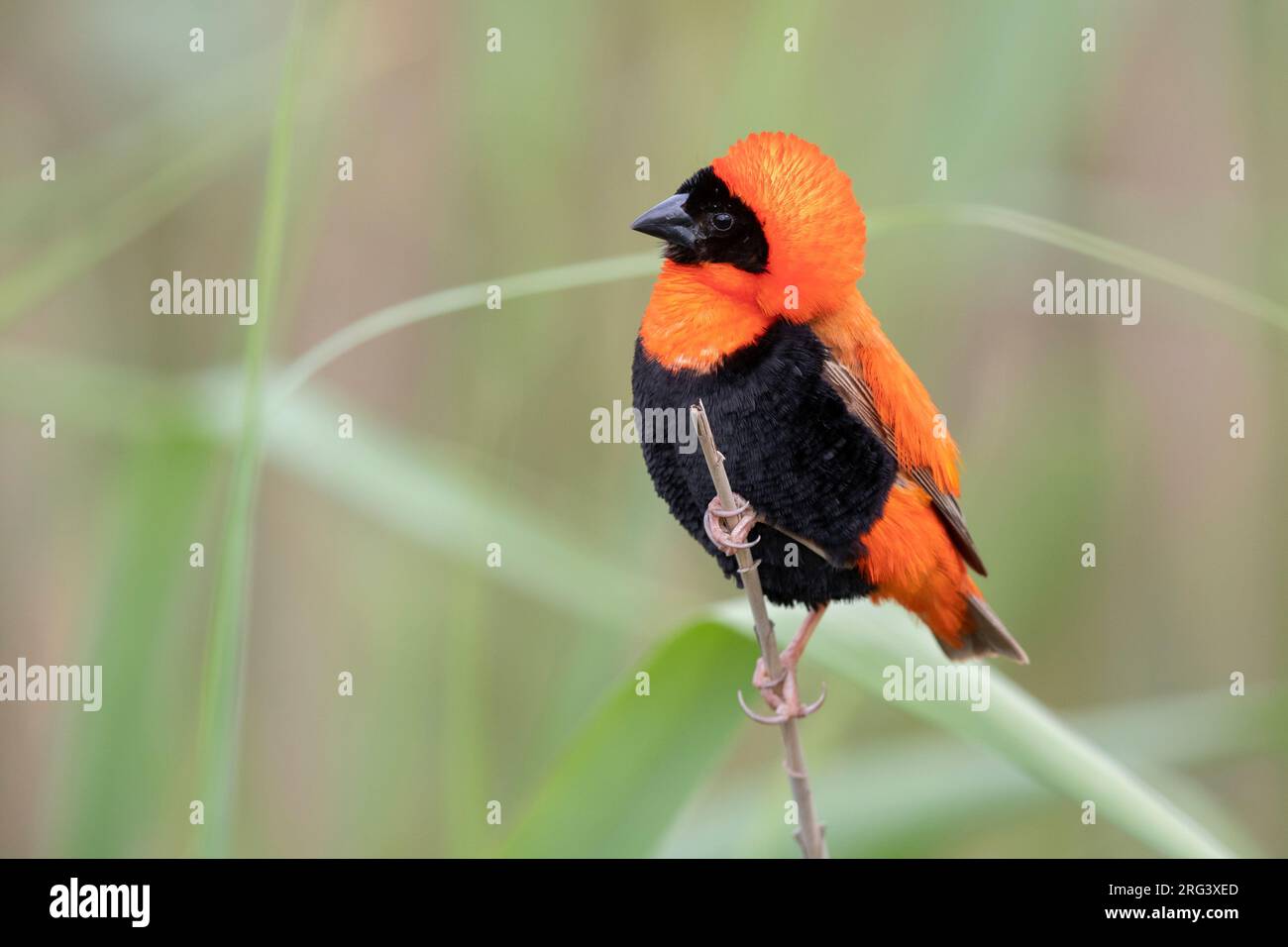 Red bishop birds in nature hi-res stock photography and images - Alamy