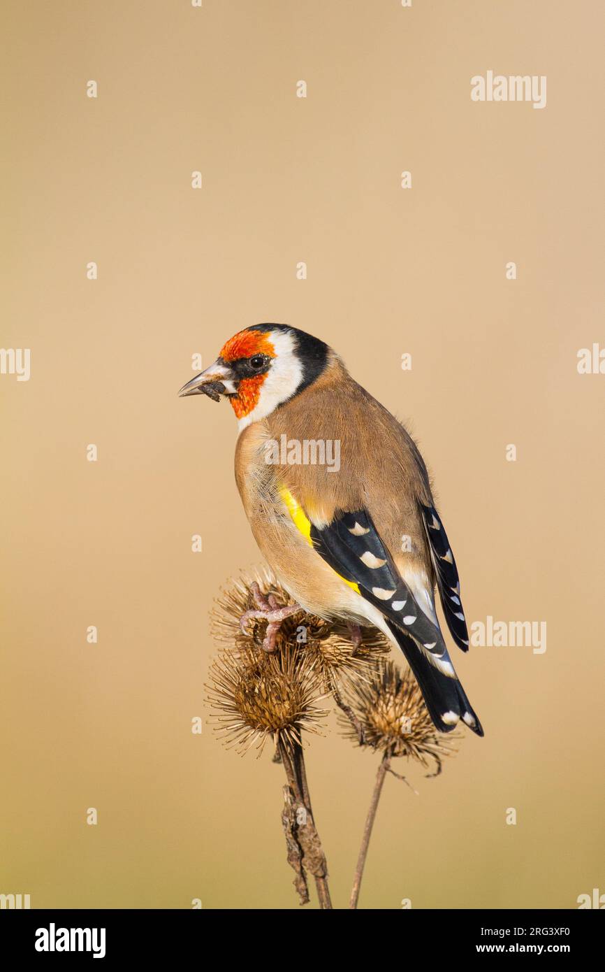 European Goldfinch, Putter, Carduelis carduelis feeding on Burdock ...