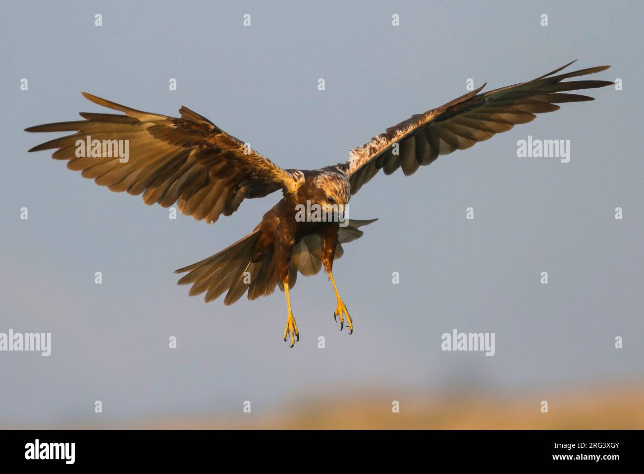 Western Marsh Harrier, 1st cy, Oman Stock Photo - Alamy