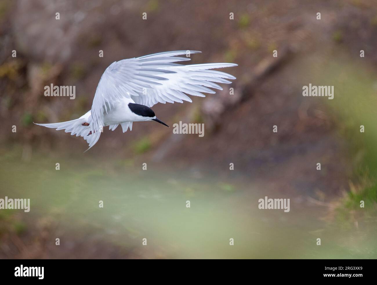 Adult White-fronted Tern (Sterna striata striata) at Maori Bay, North ...